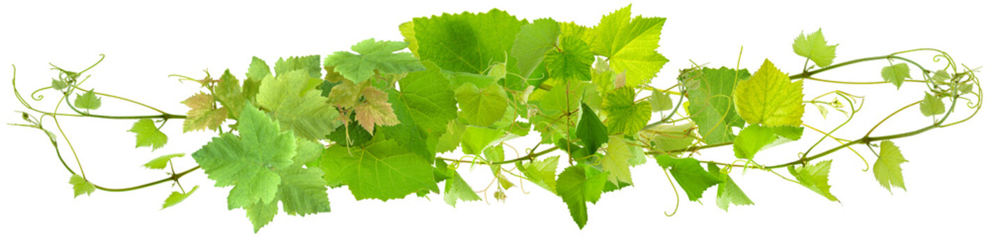 Pampres Images – Parcourir 722 le catalogue de photos, vecteurs et ...