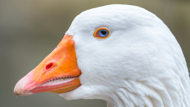 「Mastgans」の画像 - 154 件の Stock 写真、ベクターおよびビデオ | Adobe Stock