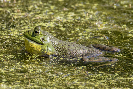 รูปภาพRibbit – เลือกดูภาพถ่ายสต็อก เวกเตอร์ และวิดีโอ696 | Adobe Stock