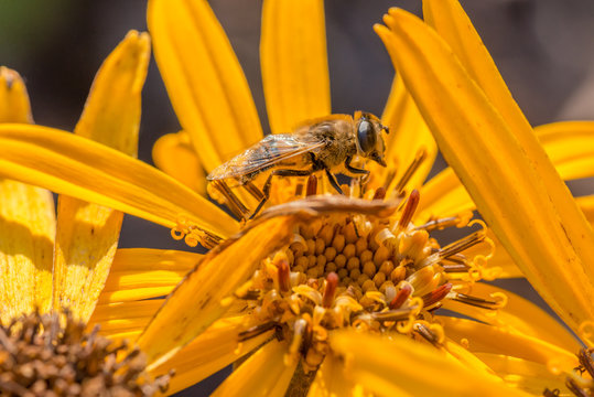 "Leopard Plant" Images – Browse 221 Stock Photos, Vectors, and Video ...