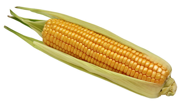 "On The Cob" Images – Parcourir 129 le catalogue de photos, vecteurs et ...