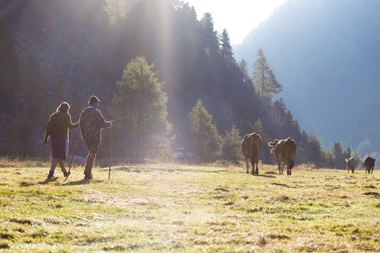 Hirtenstock bilder – Bläddra bland 13 stockfoton, vektorer och videor ...