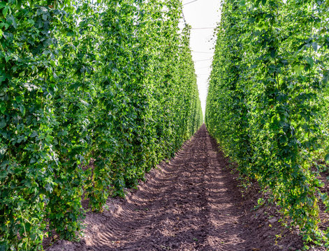 Hopfenanbau Bilder – Durchsuchen 841 Archivfotos, Vektorgrafiken und ...