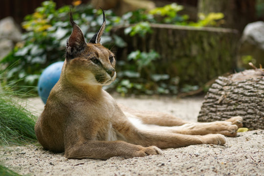 Karakal Images – Browse 304 Stock Photos, Vectors, and Video | Adobe Stock