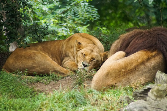 รูปภาพLwica – เลือกดูภาพถ่ายสต็อก เวกเตอร์ และวิดีโอ422 | Adobe Stock