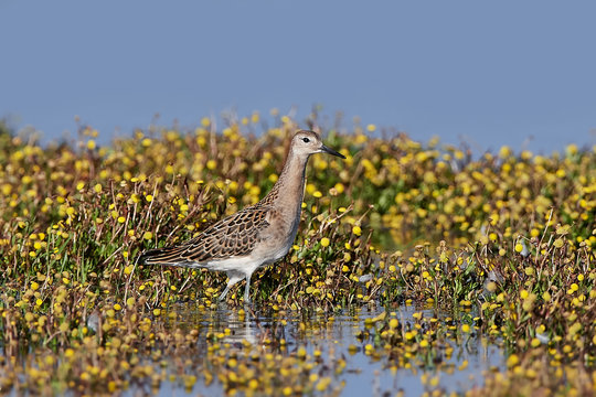 รูปภาพFaina – เลือกดูภาพถ่ายสต็อก เวกเตอร์ และวิดีโอ172 | Adobe Stock