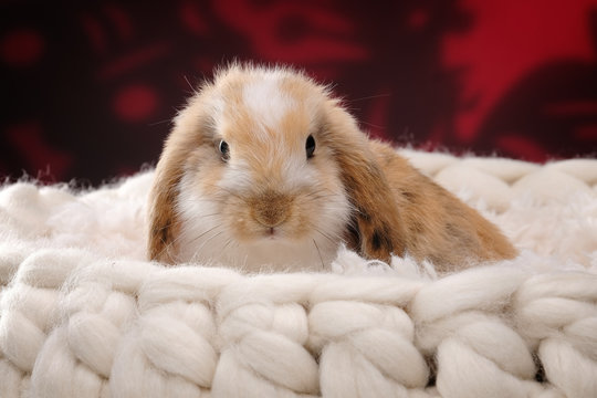 Zwer Bilder – Durchsuchen 54 Archivfotos, Vektorgrafiken und Videos ...