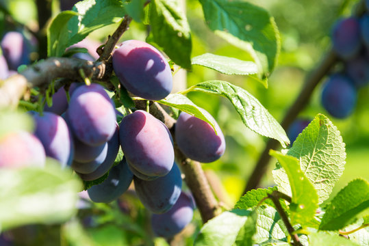 Zwetschgenbaum bilder – Bläddra bland 375 stockfoton, vektorer och ...