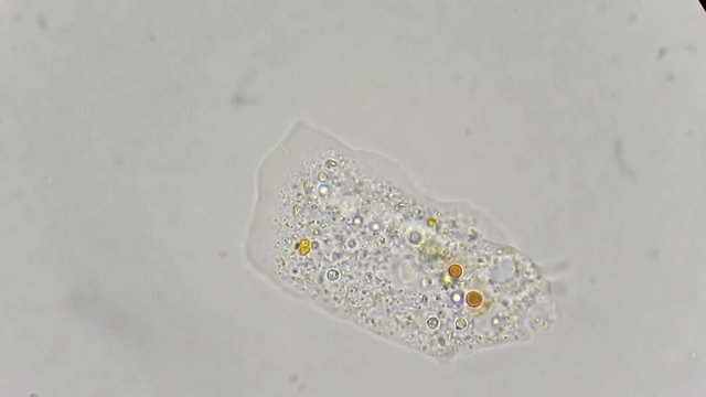 Amoeba Microscope 10x