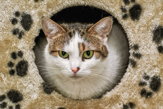 Mutt-Cat Images – Browse 81 Stock Photos, Vectors, and Video | Adobe Stock