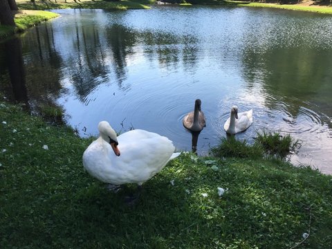 รูปภาพOche – เลือกดูภาพถ่ายสต็อก เวกเตอร์ และวิดีโอ1,029 | Adobe Stock