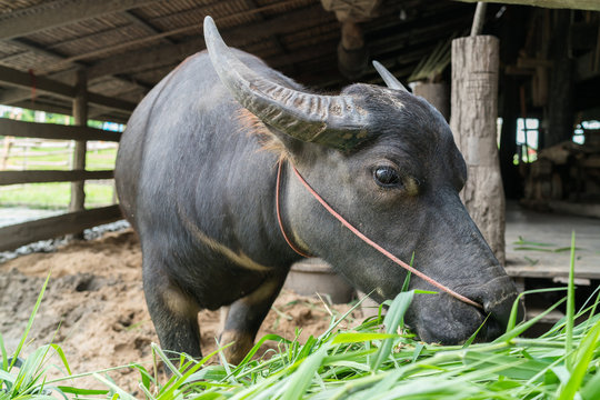 รูปภาพTamaraw – เลือกดูภาพถ่ายสต็อก เวกเตอร์ และวิดีโอ157 | Adobe Stock