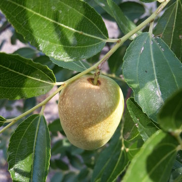 Azufaifa Images – Browse 8 Stock Photos, Vectors, and Video | Adobe Stock