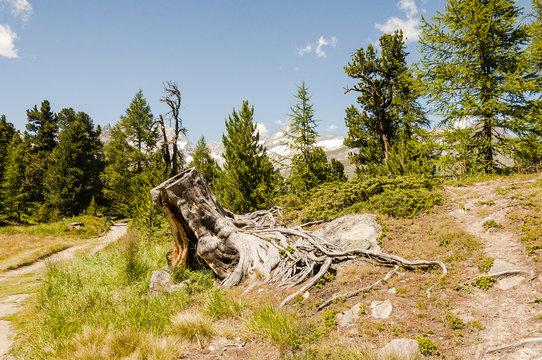 Arvenholz Bilder – Durchsuchen 1,016 Archivfotos, Vektorgrafiken und ...