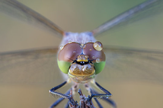 รูปภาพFacettenaugen – เลือกดูภาพถ่ายสต็อก เวกเตอร์ และวิดีโอ2,257 ...