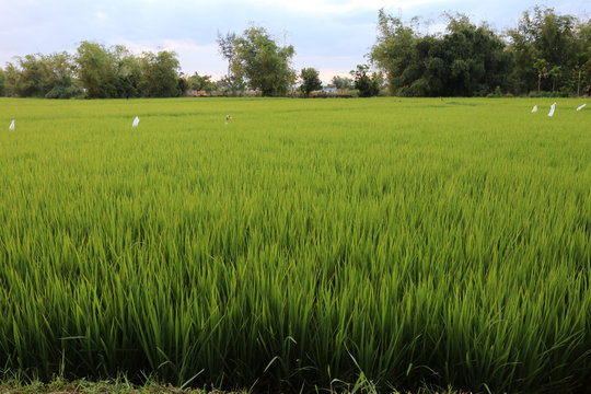 รูปภาพSape – เลือกดูภาพถ่ายสต็อก เวกเตอร์ และวิดีโอ362 | Adobe Stock