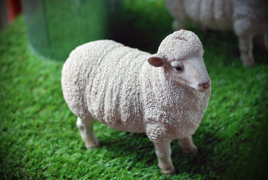 Baa-Lamb Bilder – Durchsuchen 372 Archivfotos, Vektorgrafiken und ...