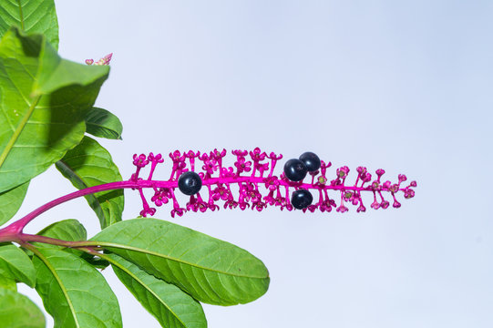 DIE 54 BESTEN BILDER, STOCK-FOTOS UND -VEKTORGRAFIKEN ZU „Scoke ...