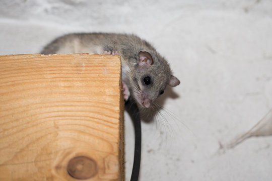 Bilch Images – Browse 50 Stock Photos, Vectors, and Video | Adobe Stock