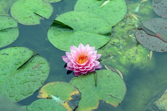 รูปภาพNymphaea – เลือกดูภาพถ่ายสต็อก เวกเตอร์ และวิดีโอ51,078 | Adobe Stock