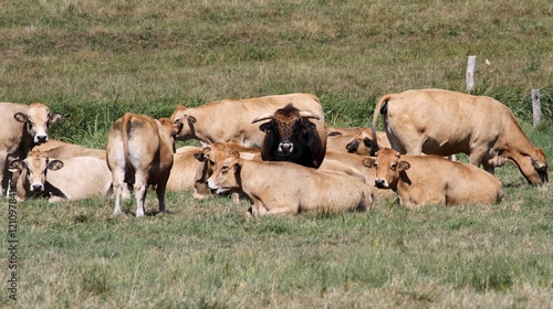 "troupeau de vaches Aubrac en Aveyron" photo libre de droits sur la ...