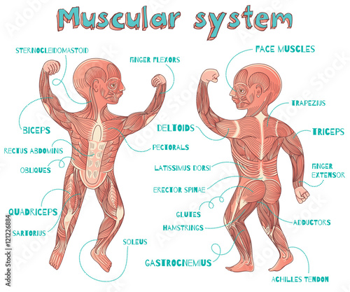 "vector cartoon illustration of human muscular system for kids" Stock ...