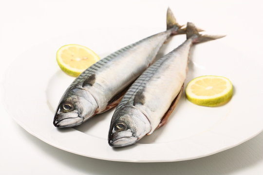 Scombro Images – Browse 5 Stock Photos, Vectors, and Video | Adobe Stock