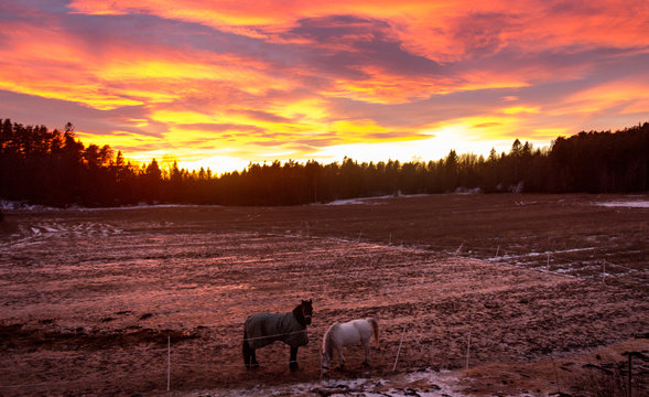 Sunrice Images – Browse 3,178 Stock Photos, Vectors, and Video | Adobe ...