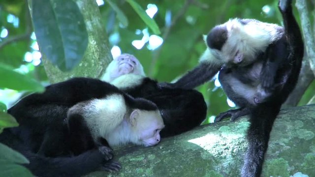 Imagens de Capuchin – Explore Fotografias do Stock, Vetores e Vídeos de ...