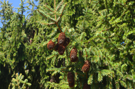 รูปภาพRottanne – เลือกดูภาพถ่ายสต็อก เวกเตอร์ และวิดีโอ180 | Adobe Stock