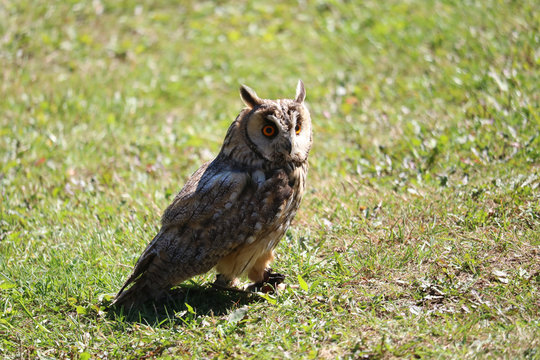 「Owle」の写真素材 | 18件の無料イラスト画像 | Adobe Stock