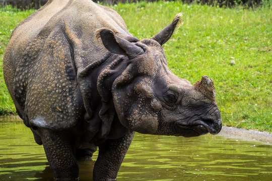 Rhinozeros bilder – Bläddra bland 645 stockfoton, vektorer och videor ...