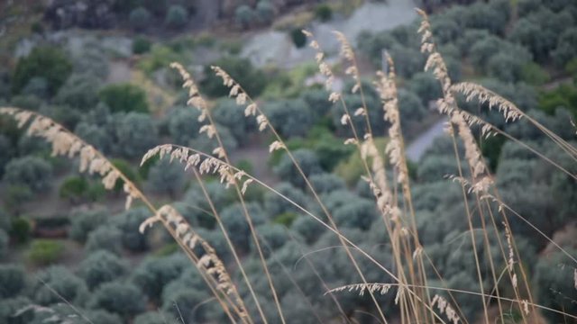 รูปภาพMossa – เลือกดูภาพถ่ายสต็อก เวกเตอร์ และวิดีโอ7,693 | Adobe Stock