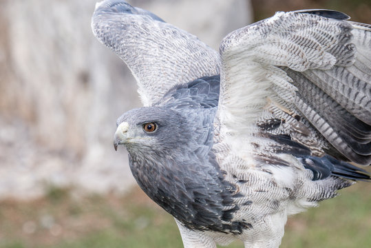 Punce Images – Browse 22 Stock Photos, Vectors, and Video | Adobe Stock