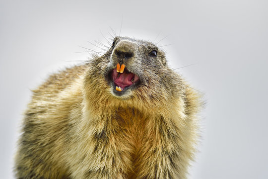 รูปภาพMarmot – เลือกดูภาพถ่ายสต็อก เวกเตอร์ และวิดีโอ40,513 | Adobe Stock