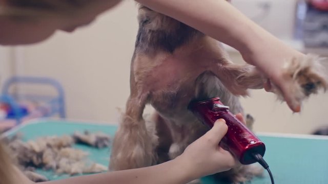 Shaving Dog Images – Browse 3,353 Stock Photos, Vectors, and Video ...