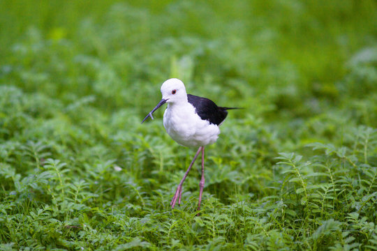 รูปภาพLimicole – เลือกดูภาพถ่ายสต็อก เวกเตอร์ และวิดีโอ2,326 | Adobe Stock