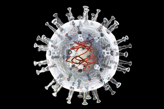 Asfarviridae - Images et vidéos libres de droits | Adobe Stock