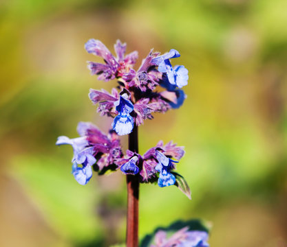 รูปภาพCatmint – เลือกดูภาพถ่ายสต็อก เวกเตอร์ และวิดีโอ5,403 | Adobe Stock