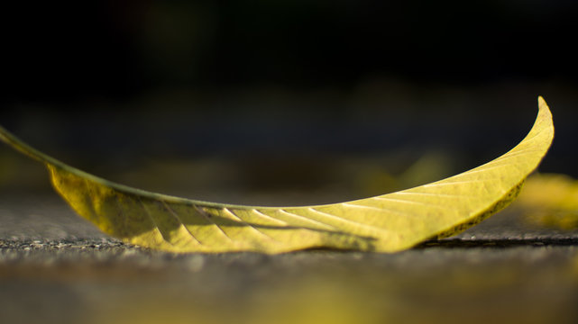 Patravali Bilder – Durchsuchen 36 Archivfotos, Vektorgrafiken und ...