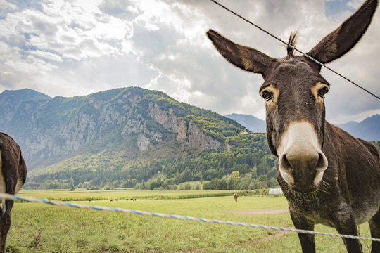 Ciuco Images – Browse 186 Stock Photos, Vectors, and Video | Adobe Stock