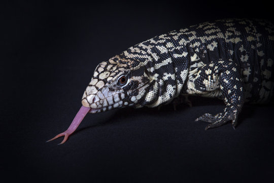 รูปภาพTeju – เลือกดูภาพถ่ายสต็อก เวกเตอร์ และวิดีโอ322 | Adobe Stock