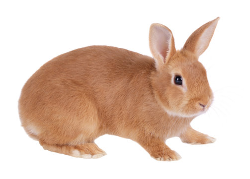 รูปภาพGraminivorous – เลือกดูภาพถ่ายสต็อก เวกเตอร์ และวิดีโอ522 | Adobe ...