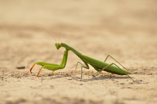 Libelulas Bilder – Durchsuchen 240 Archivfotos, Vektorgrafiken und ...