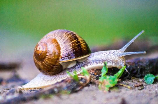 「Slimak」の写真素材 | 39件の無料イラスト画像 | Adobe Stock