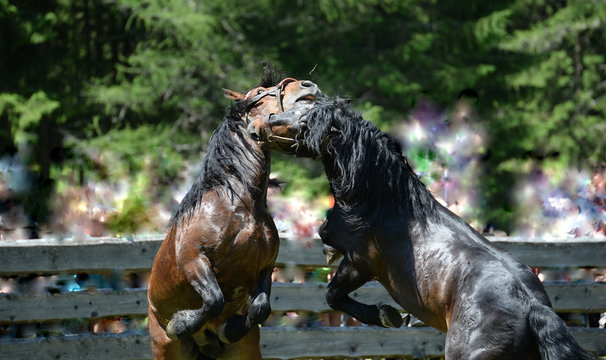 รูปภาพZuchthengst – เลือกดูภาพถ่ายสต็อก เวกเตอร์ และวิดีโอ1,208 | Adobe ...