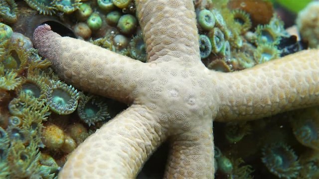 Linckia Guildingii"」の写真素材 | 16件の無料イラスト画像 | Adobe Stock