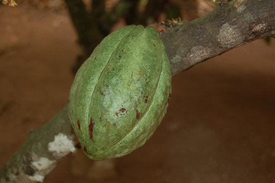 Cacaotier Images – Browse 45 Stock Photos, Vectors, and Video | Adobe Stock