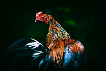 Coq : photos, illustrations, vecteurs et vidéos libres de droits ...