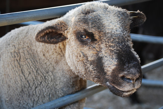 รูปภาพBaaa – เลือกดูภาพถ่ายสต็อก เวกเตอร์ และวิดีโอ41 | Adobe Stock